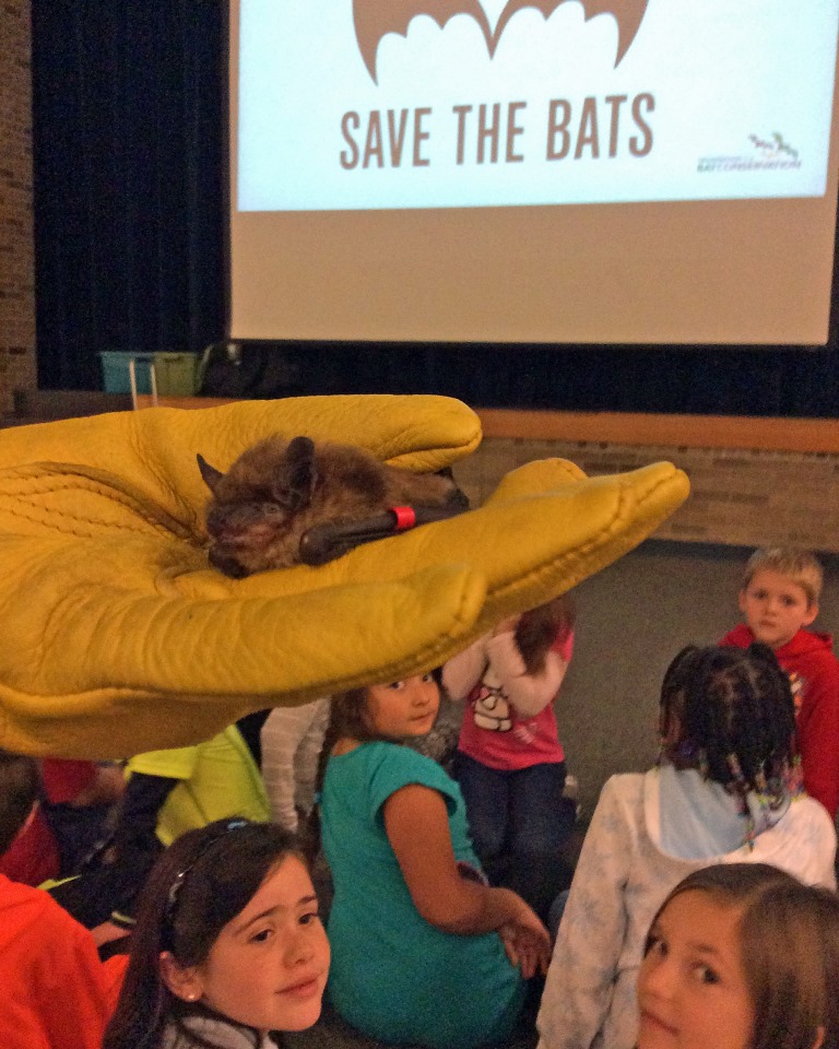 Gallery - 2nd Grade Bat Zone