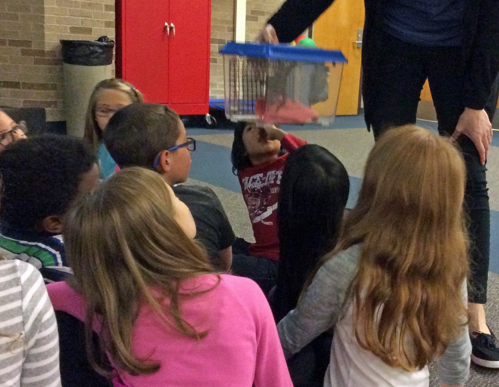 Gallery - 2nd Grade Bat Zone