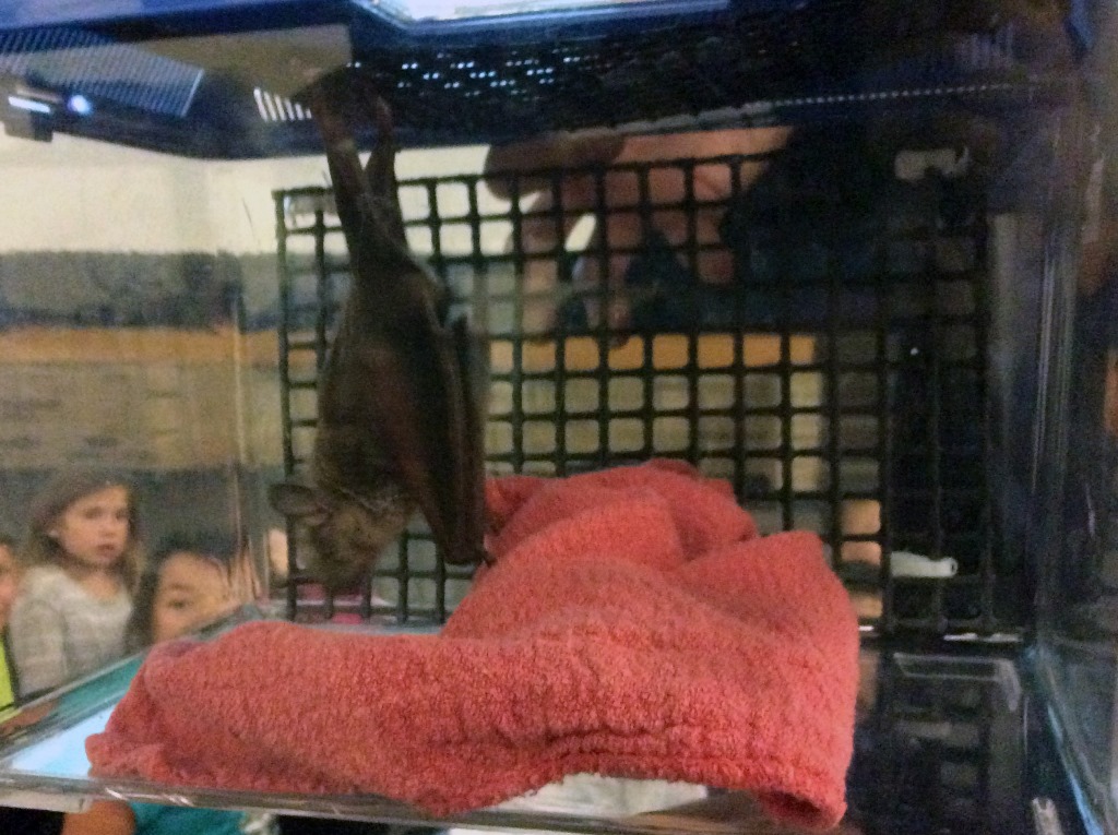 Gallery - 2nd Grade Bat Zone