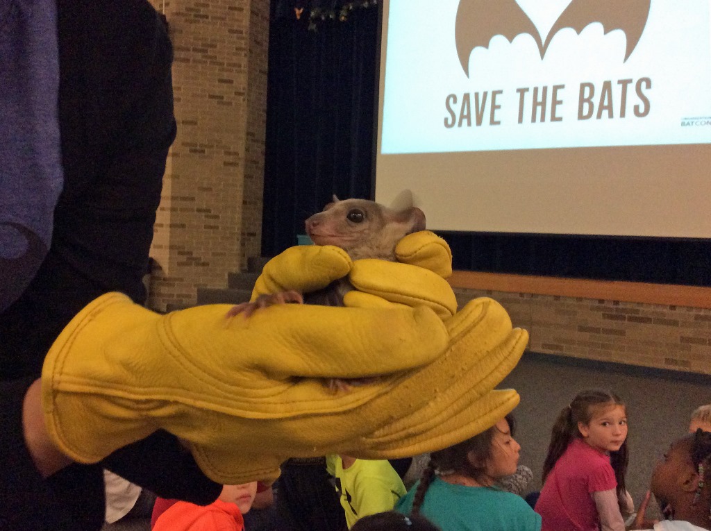 Gallery - 2nd Grade Bat Zone