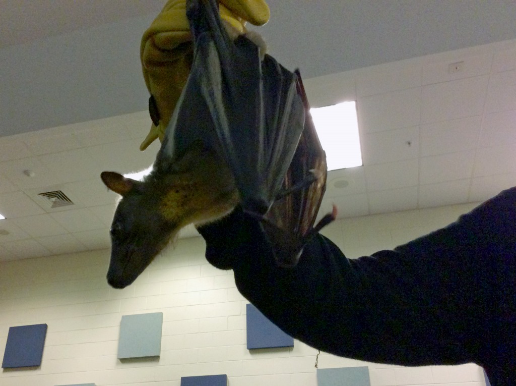 Gallery - 2nd Grade Bat Zone