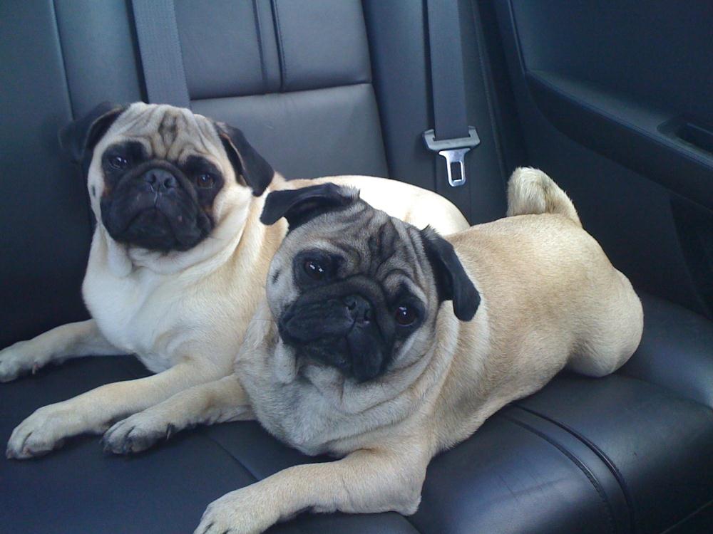 Gallery - Michelle Beliveau Pug photo gallery